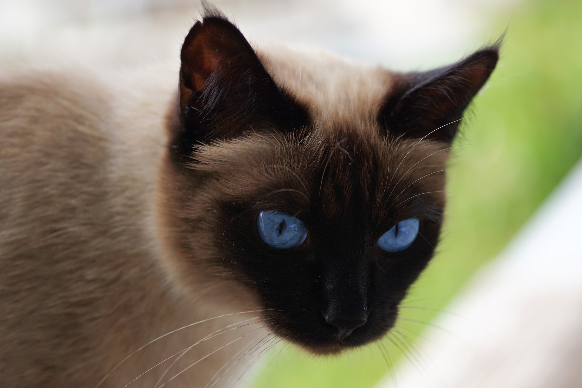 Siamese Katten - petblog.nl